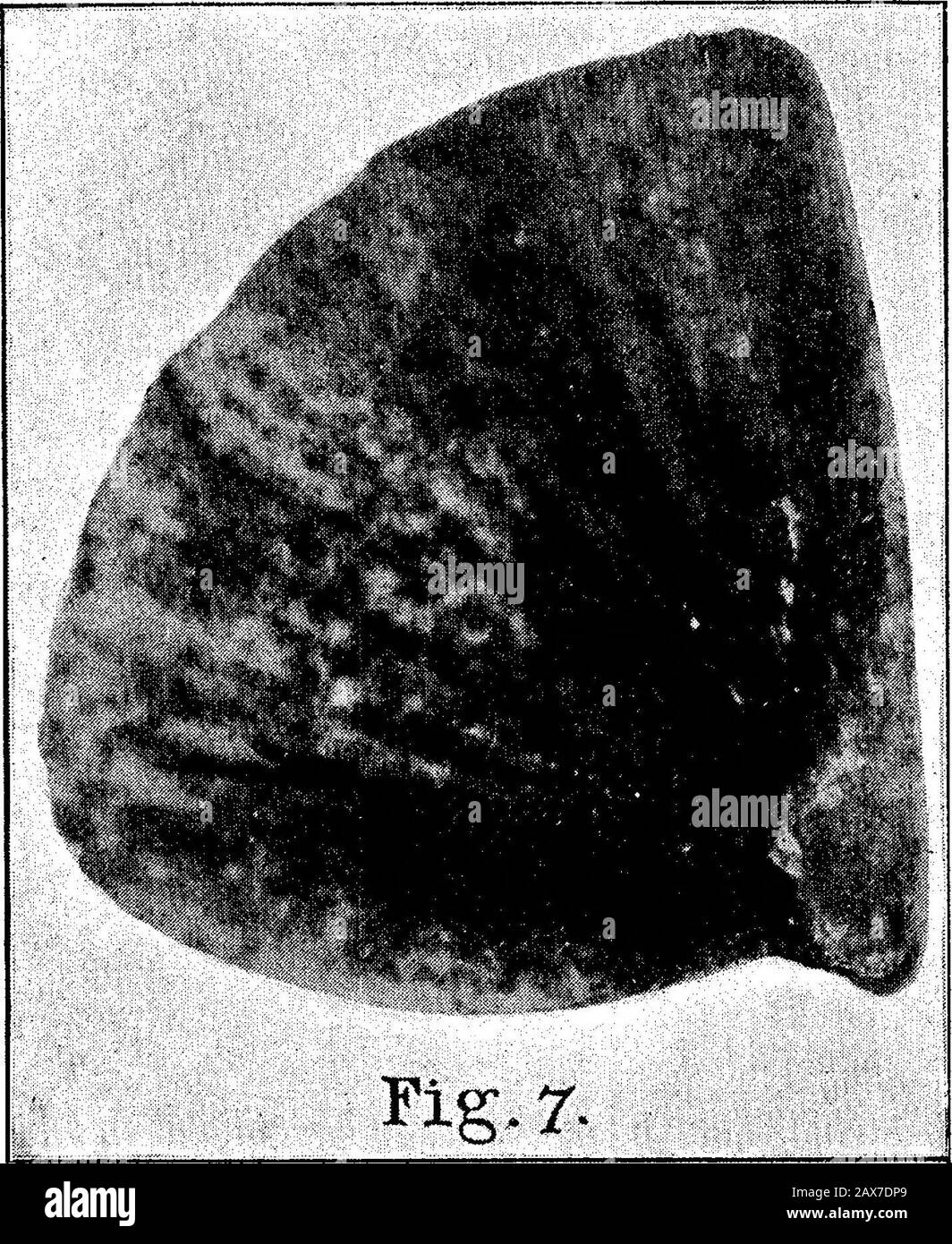 The Action of Plants on a Photographic Plate in the Dark . Russell. Roy ...