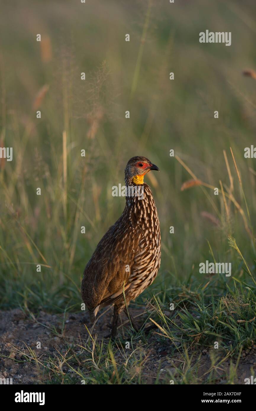 Yellow-necked Spurfowl seen at Masaimara , Kenya, Africa Stock Photo ...