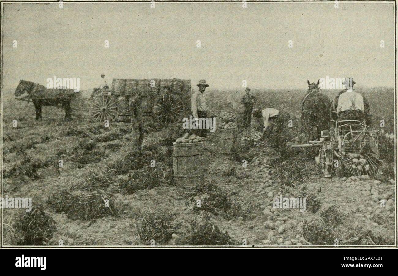 Successful forage hi-res stock photography and images - Alamy