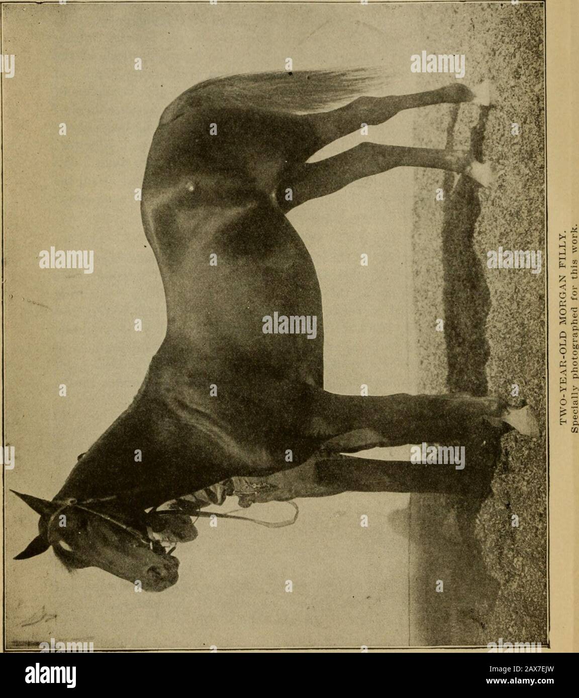 Wolves hunting deer hi-res stock photography and images - Alamy