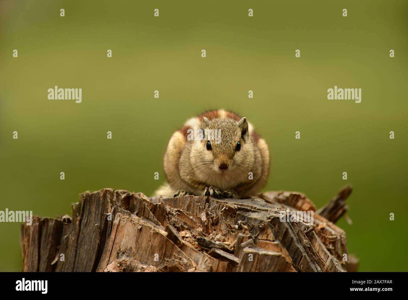 Close up view of Indian Palm Squirrel (Funambulus pennanti) with green ...