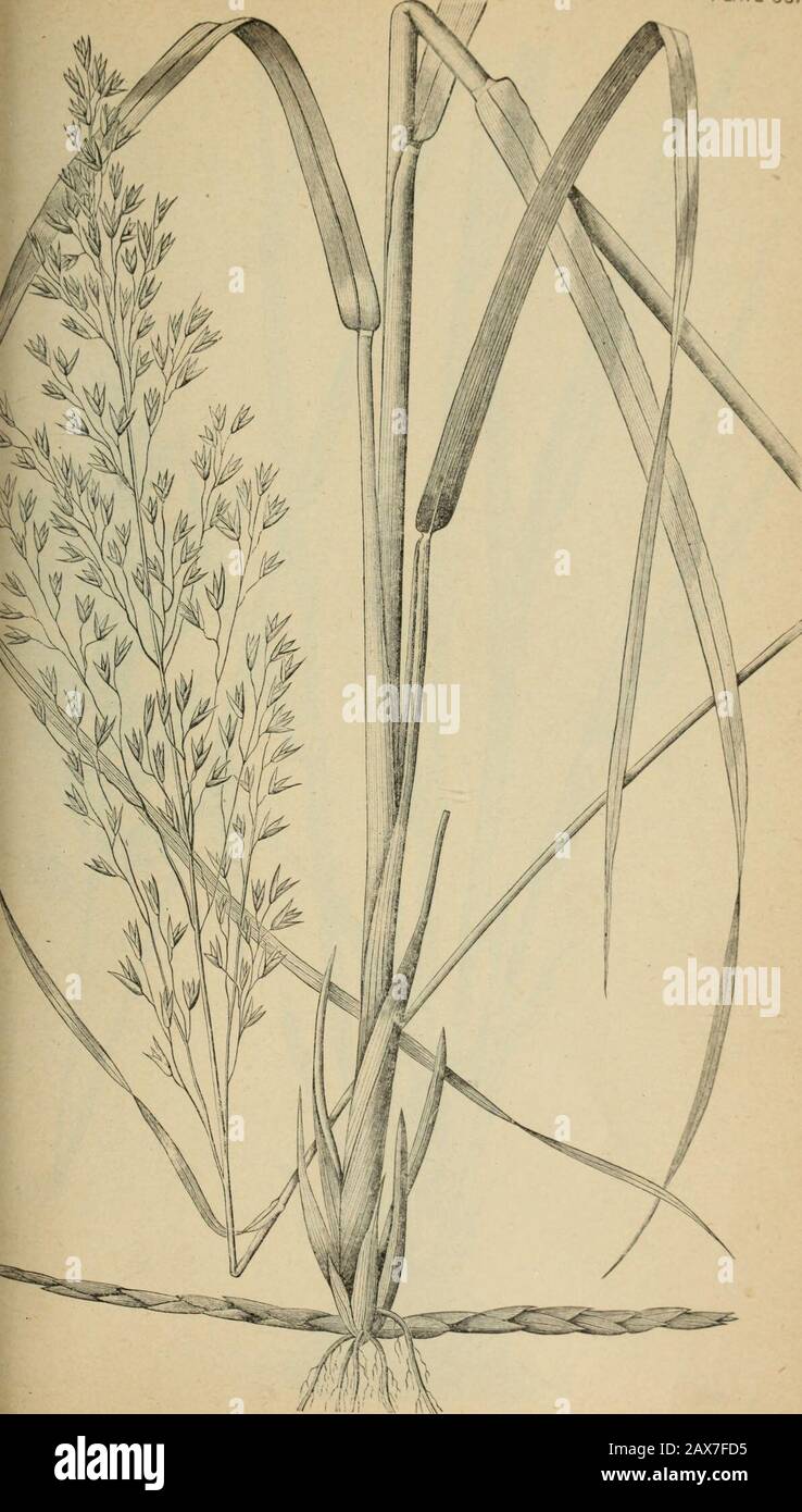 The agricultural grasses and forage plants of the United States; and ...