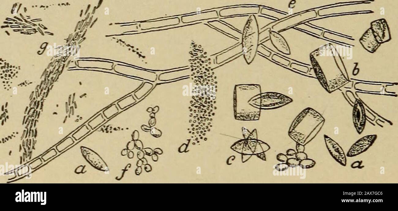 Examination of the urine; a manual for students and practitioners . Fig ...