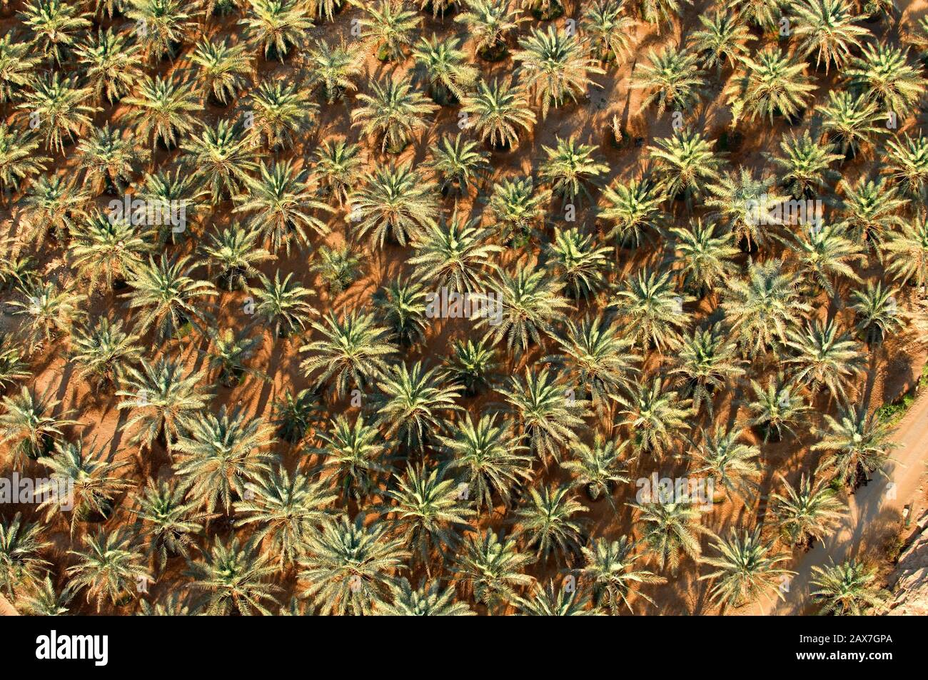 Aerial directly above palm trees hi-res stock photography and images ...