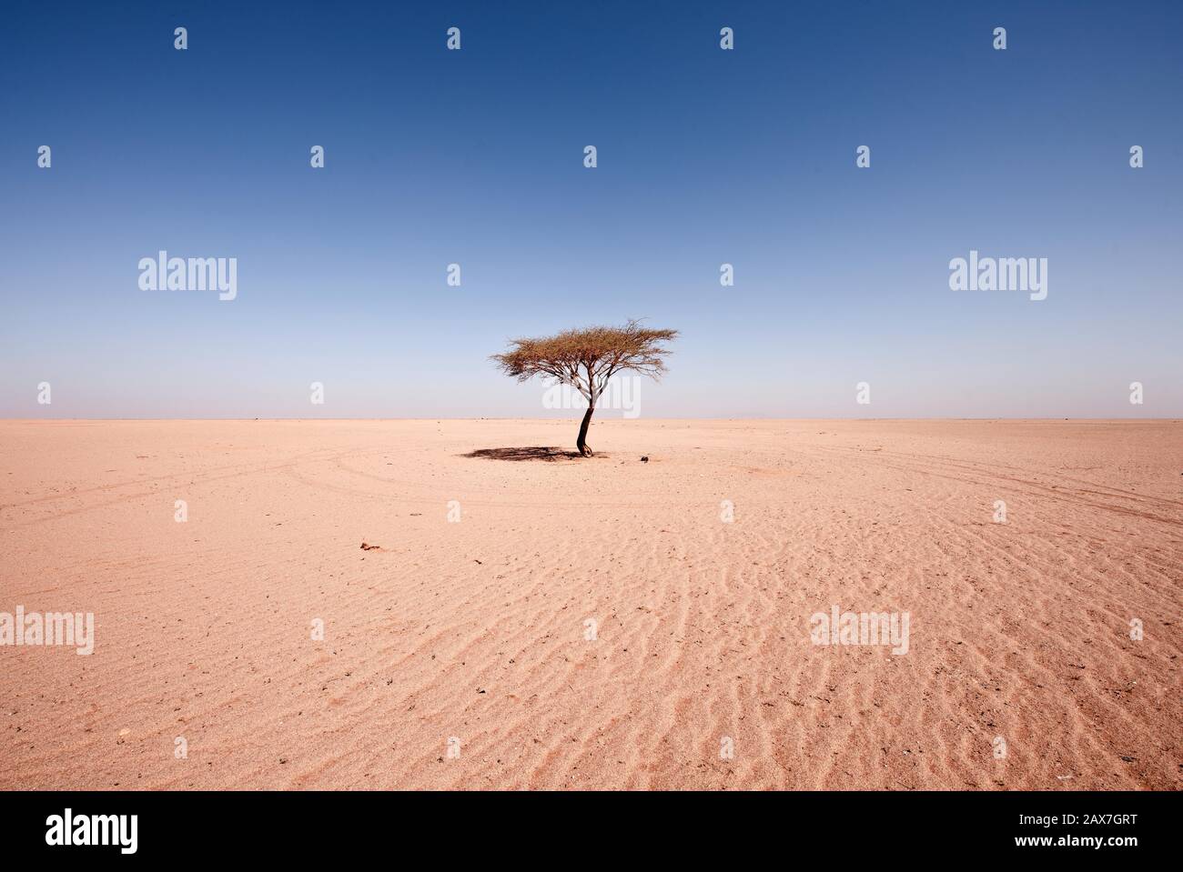 Tree in desert, Saudi Arabia Stock Photo - Alamy
