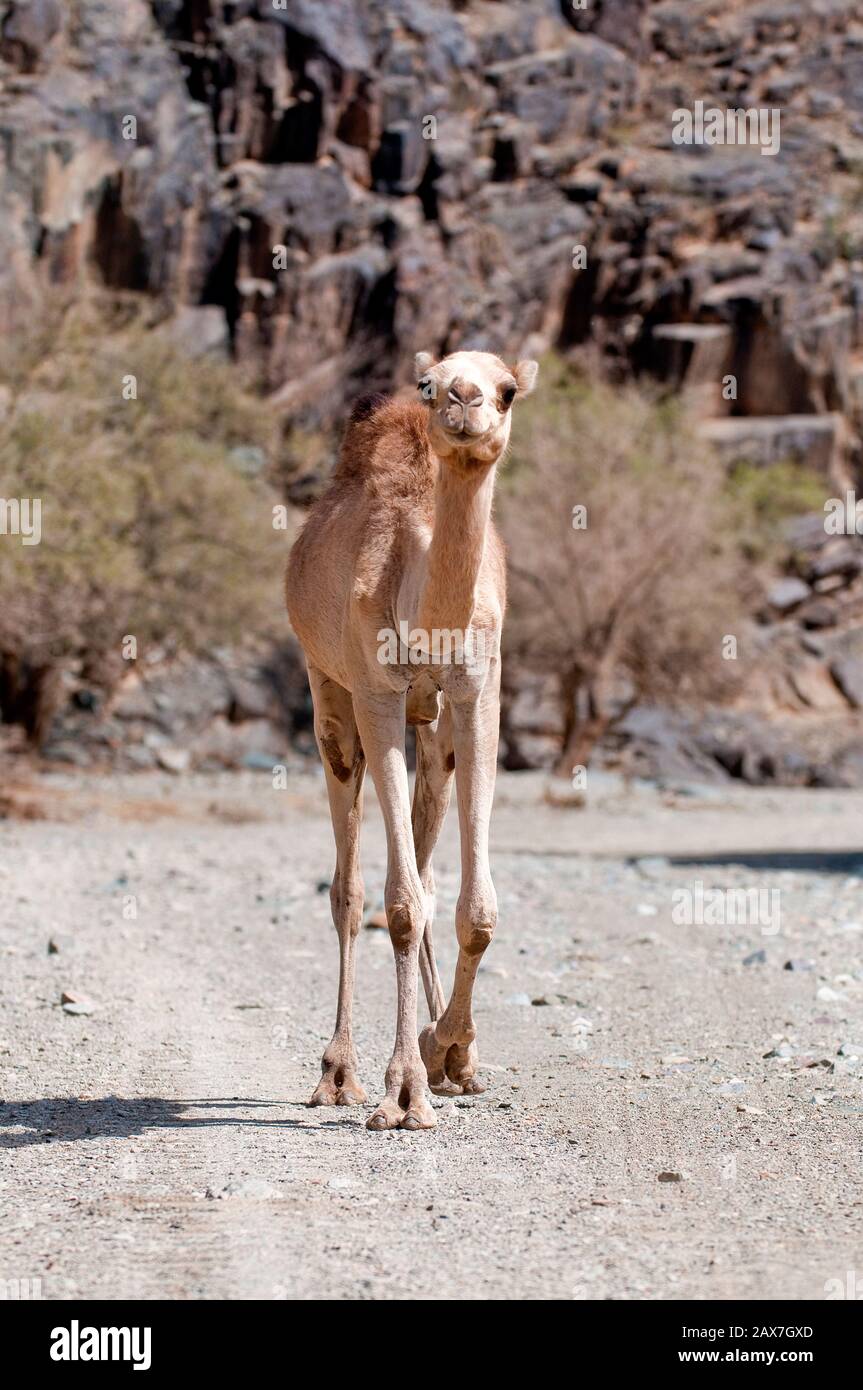 A young camel walking Stock Photo - Alamy