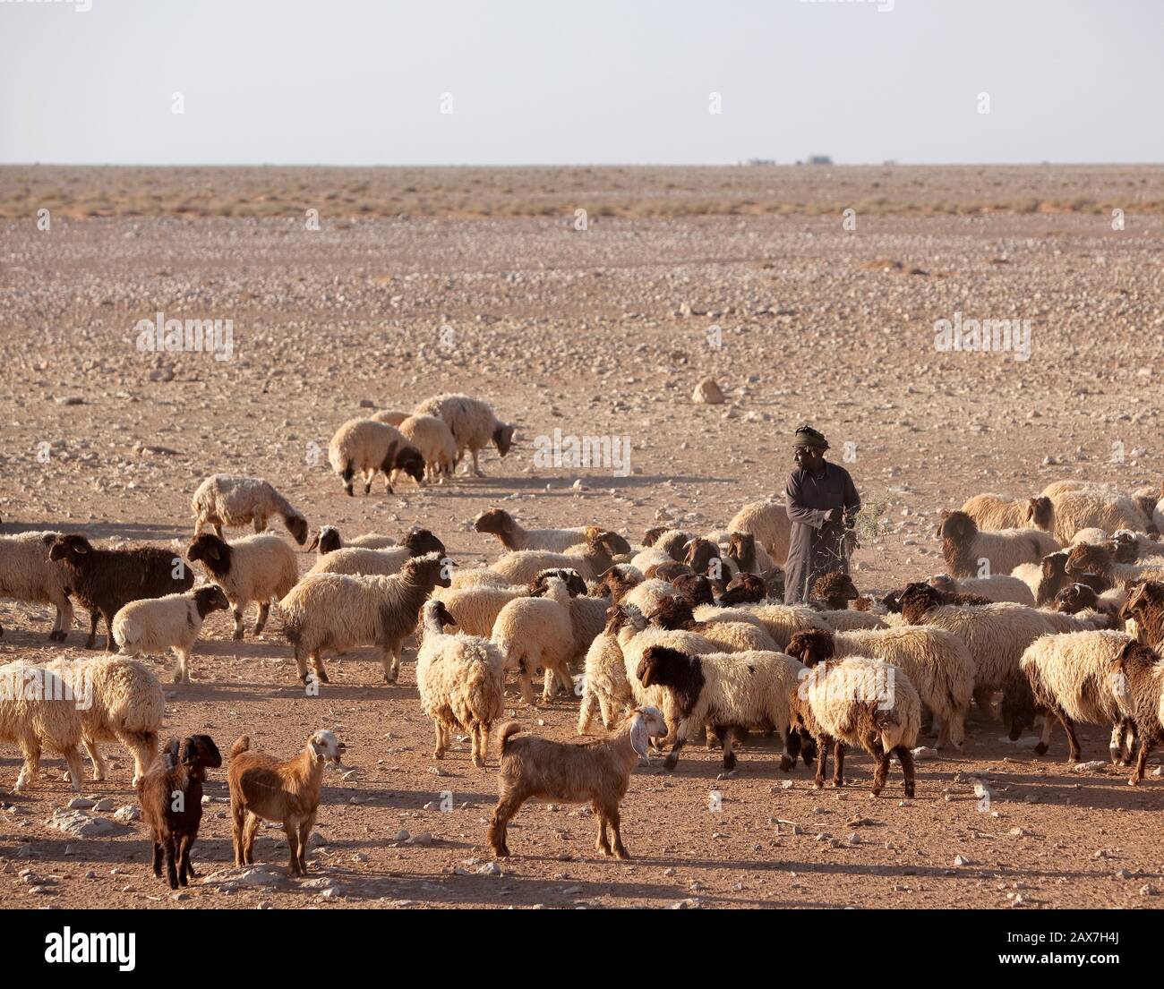 Sheep saudi hi-res stock photography and images - Alamy
