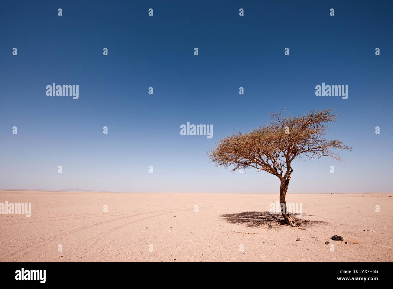Tree in desert, Saudi Arabia Stock Photo - Alamy
