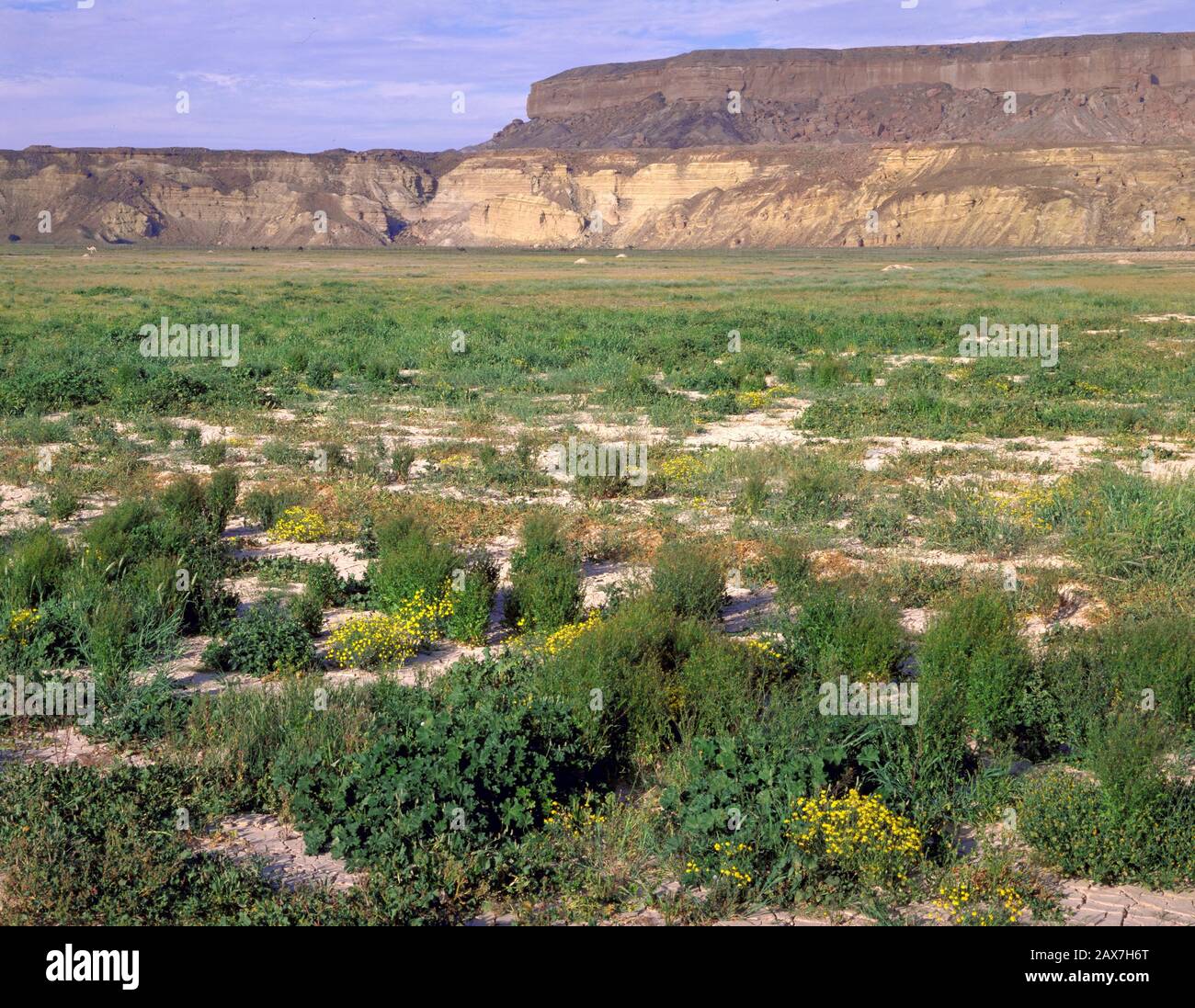 The landscape in Saudi Arabia Stock Photo - Alamy