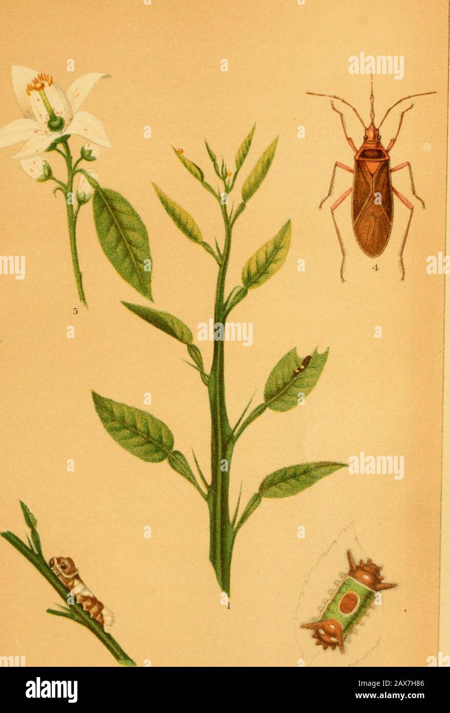 Insects affecting the orange . THK OHANCMJ DOG REPORT ON INSECTS ...
