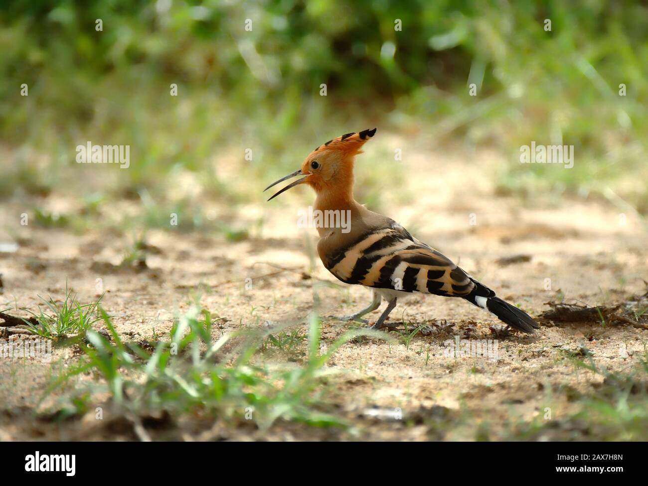 Hudhud High Resolution Stock Photography and Images - Alamy