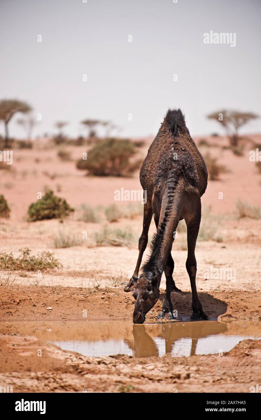Camel drinking water from puddle in the desert of Saudi Arabia Stock ...