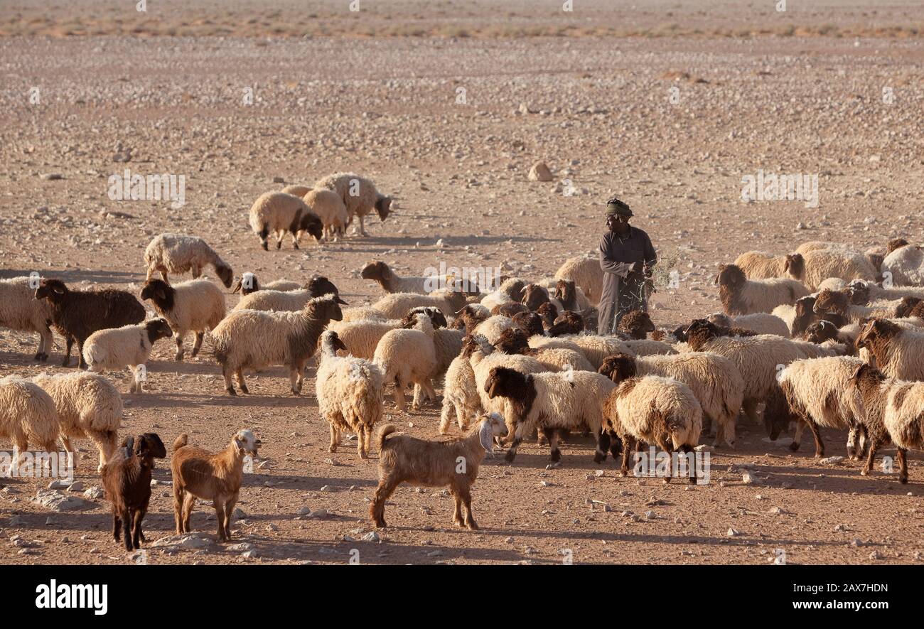 Sheep Saudi High Resolution Stock Photography and Images - Alamy