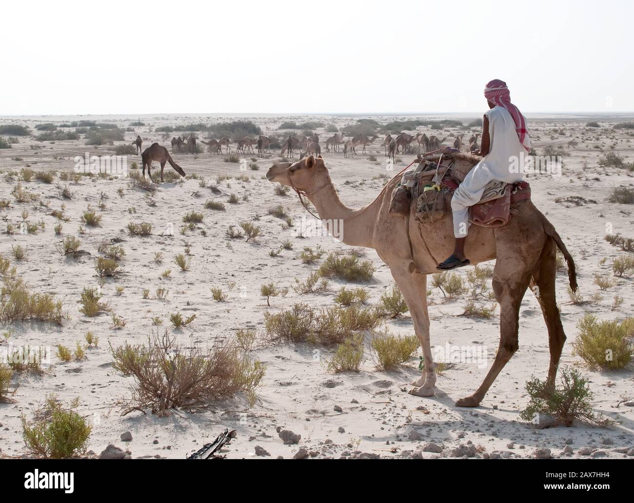 Bedouin riding camel in the desert of Saudi Arabia Stock Photo - Alamy