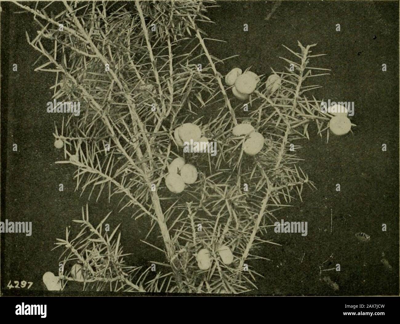 New Zealand plants and their story . Fig. 93.—Flowering shoots of the ...