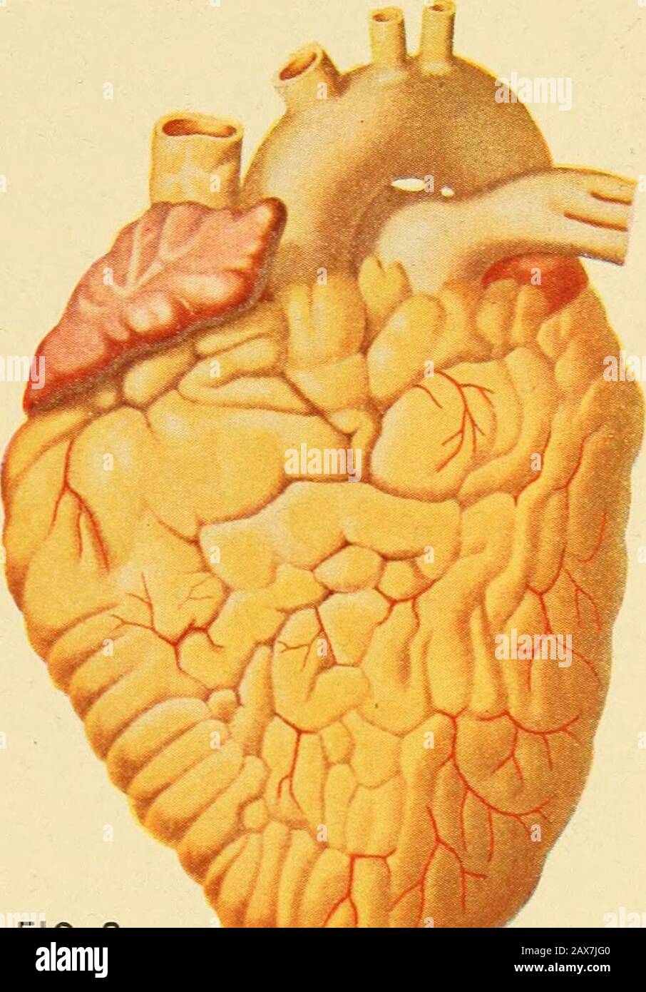 The human machine, its care and repair; or, How to develop the body ...