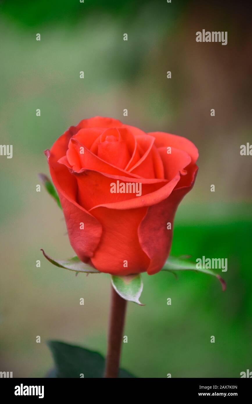 red rose always attract us Stock Photo - Alamy