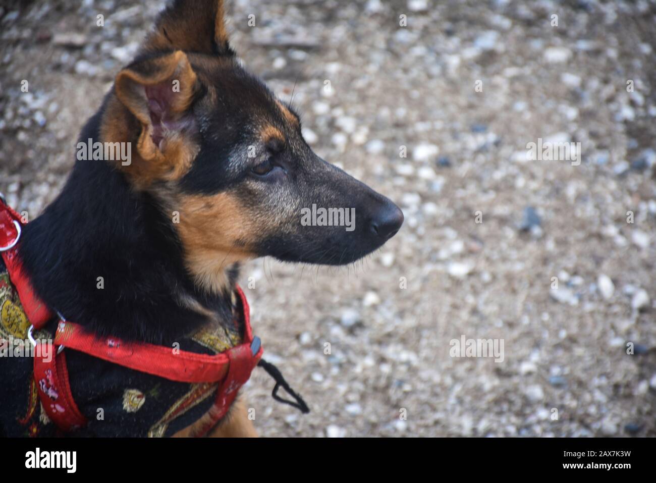 portrait of a german shepherd dog Stock Photo - Alamy