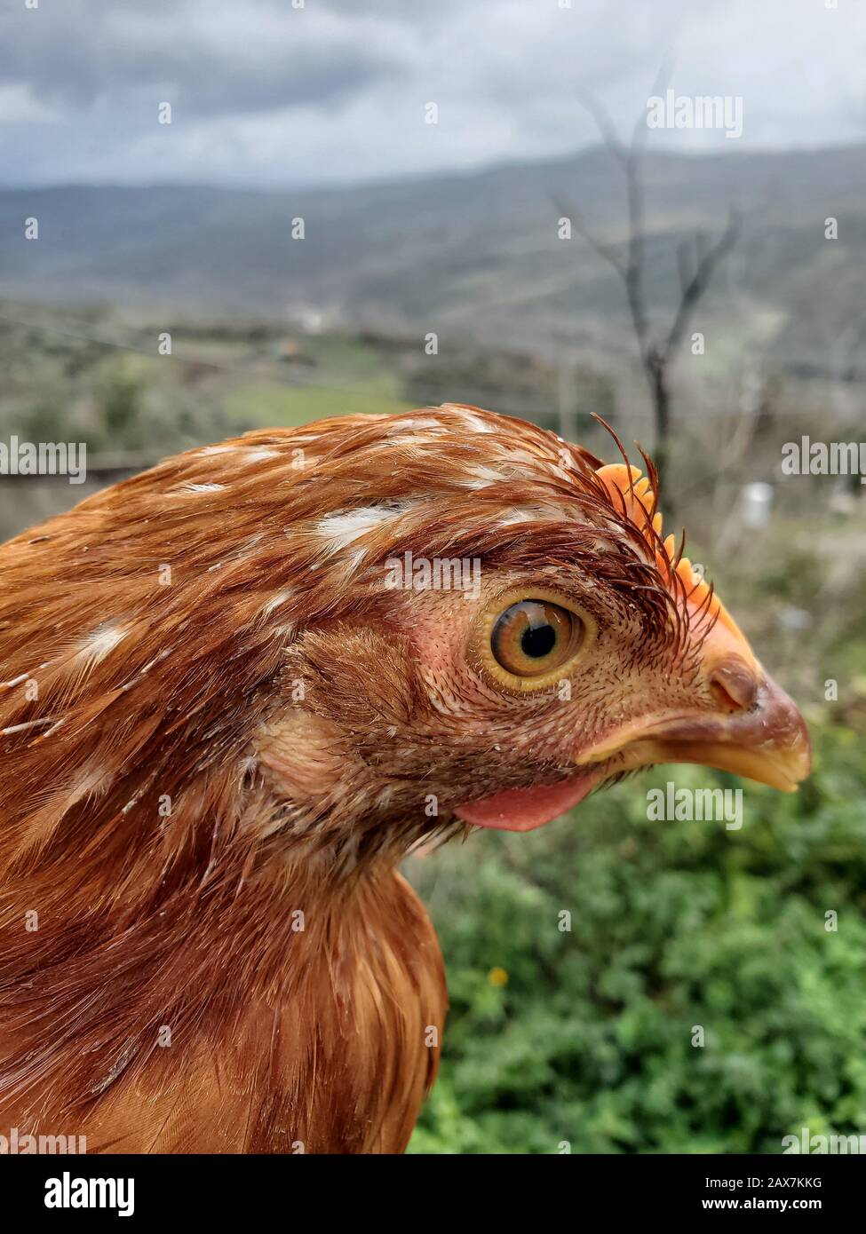 Farm hen face and eye detailed portrait over raw farmland blurred ...