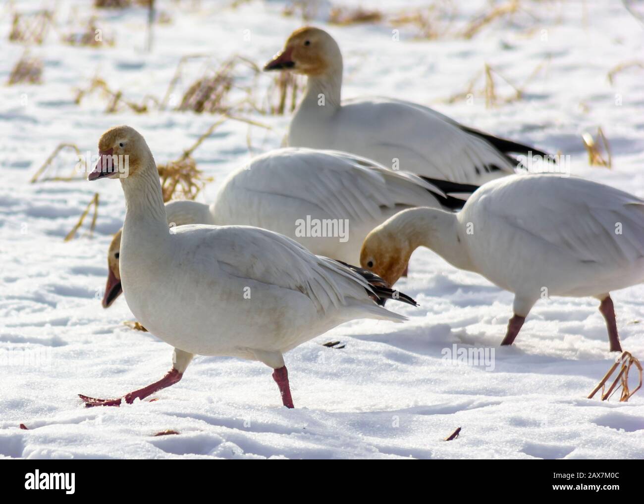 British wild life photos hi-res stock photography and images - Alamy