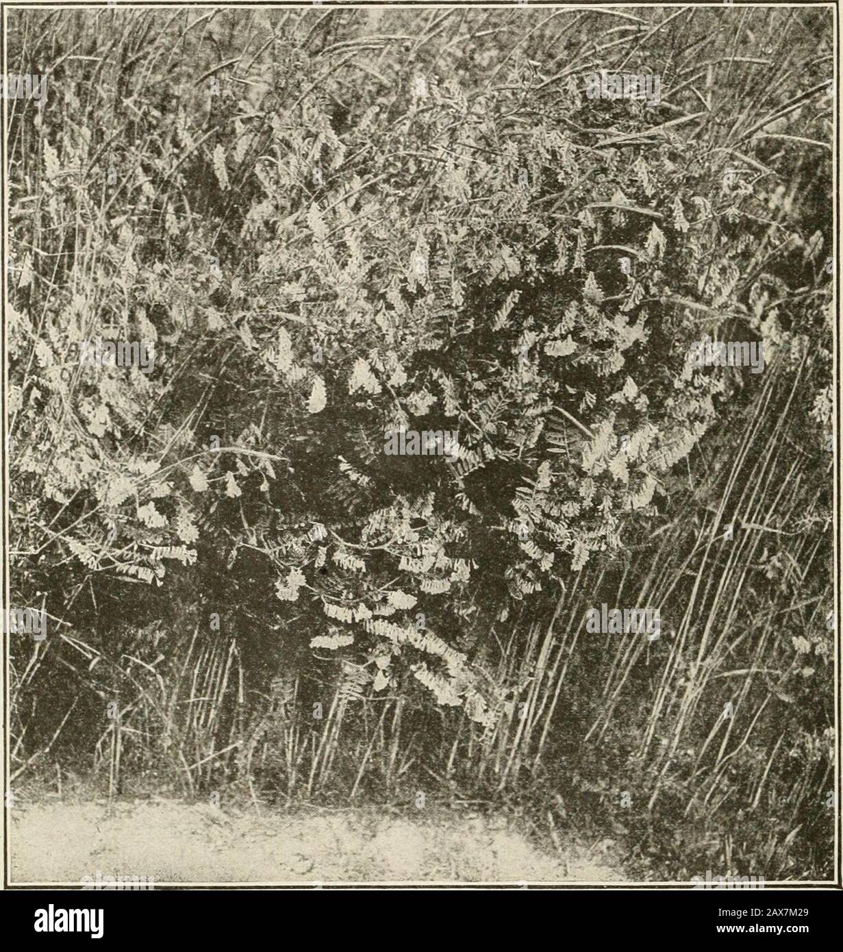 Rye winter cover hi-res stock photography and images - Alamy