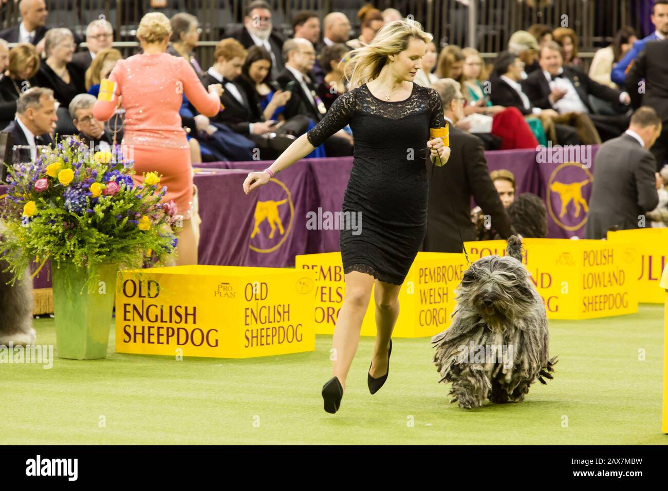 New York, NY, USA. 10th Feb, 2020. A Bergamasco sheepdog goes through ...