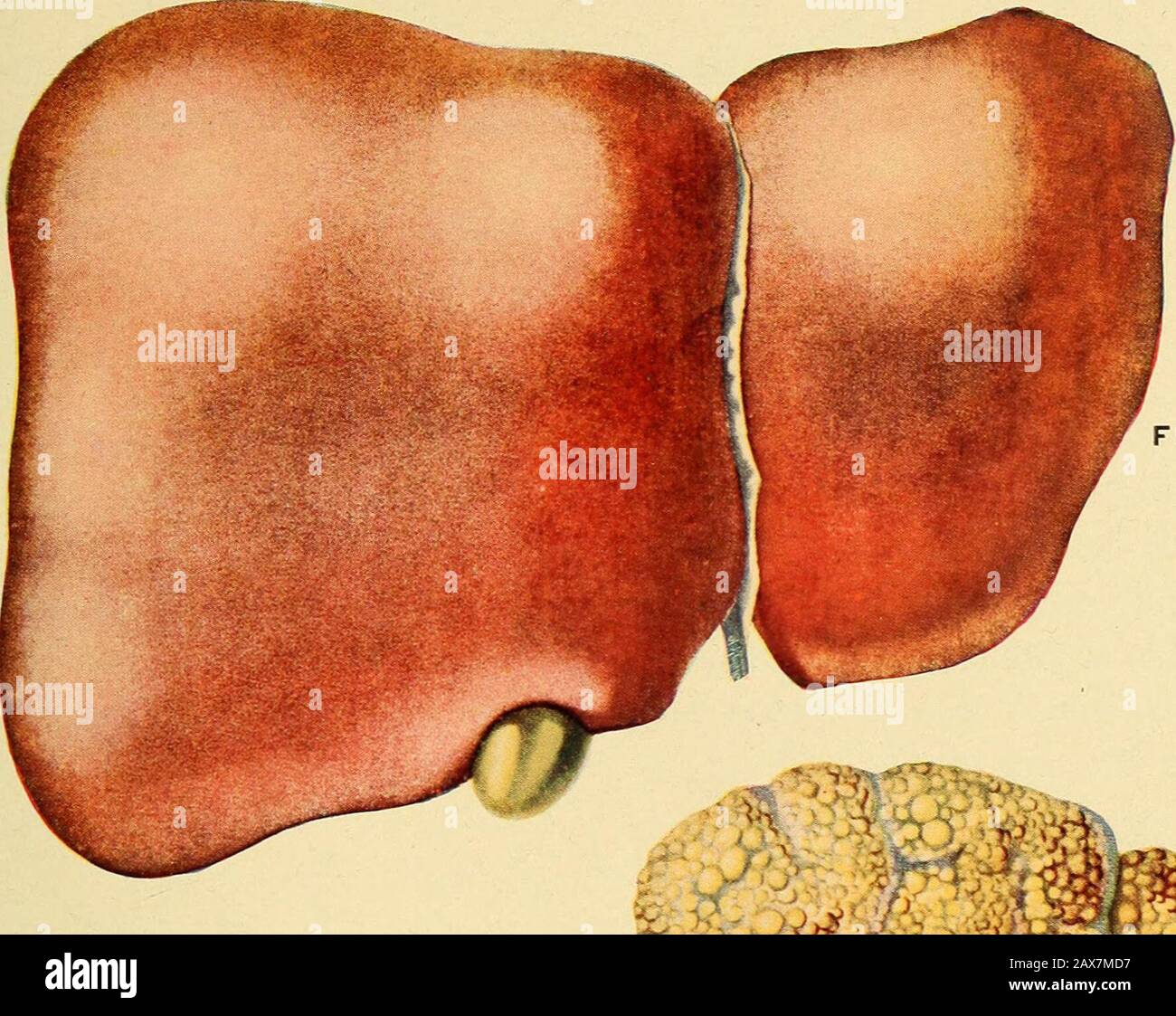 The human machine, its care and repair; or, How to develop the body ...