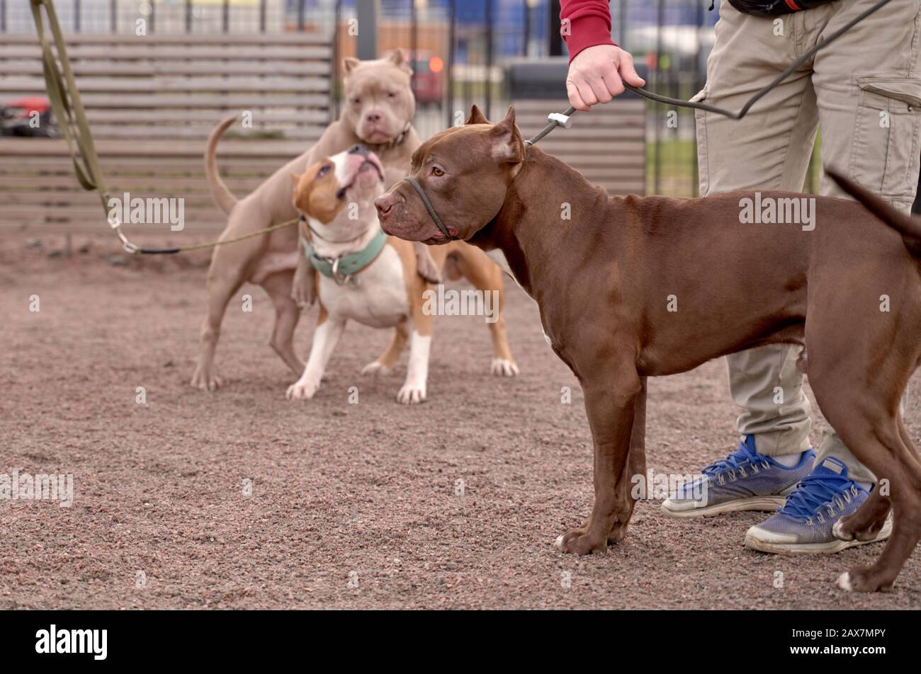 Walking dogs in fresh air. walk Pets Stock Photo - Alamy