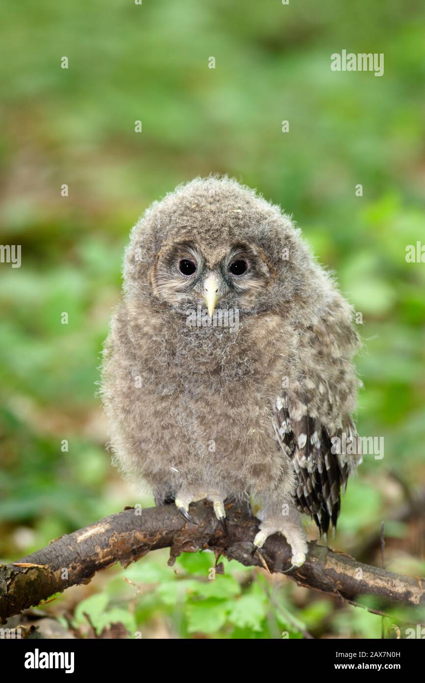 The Ural owl (Strix uralensis) is a fairly large nocturnal owl. It is a ...