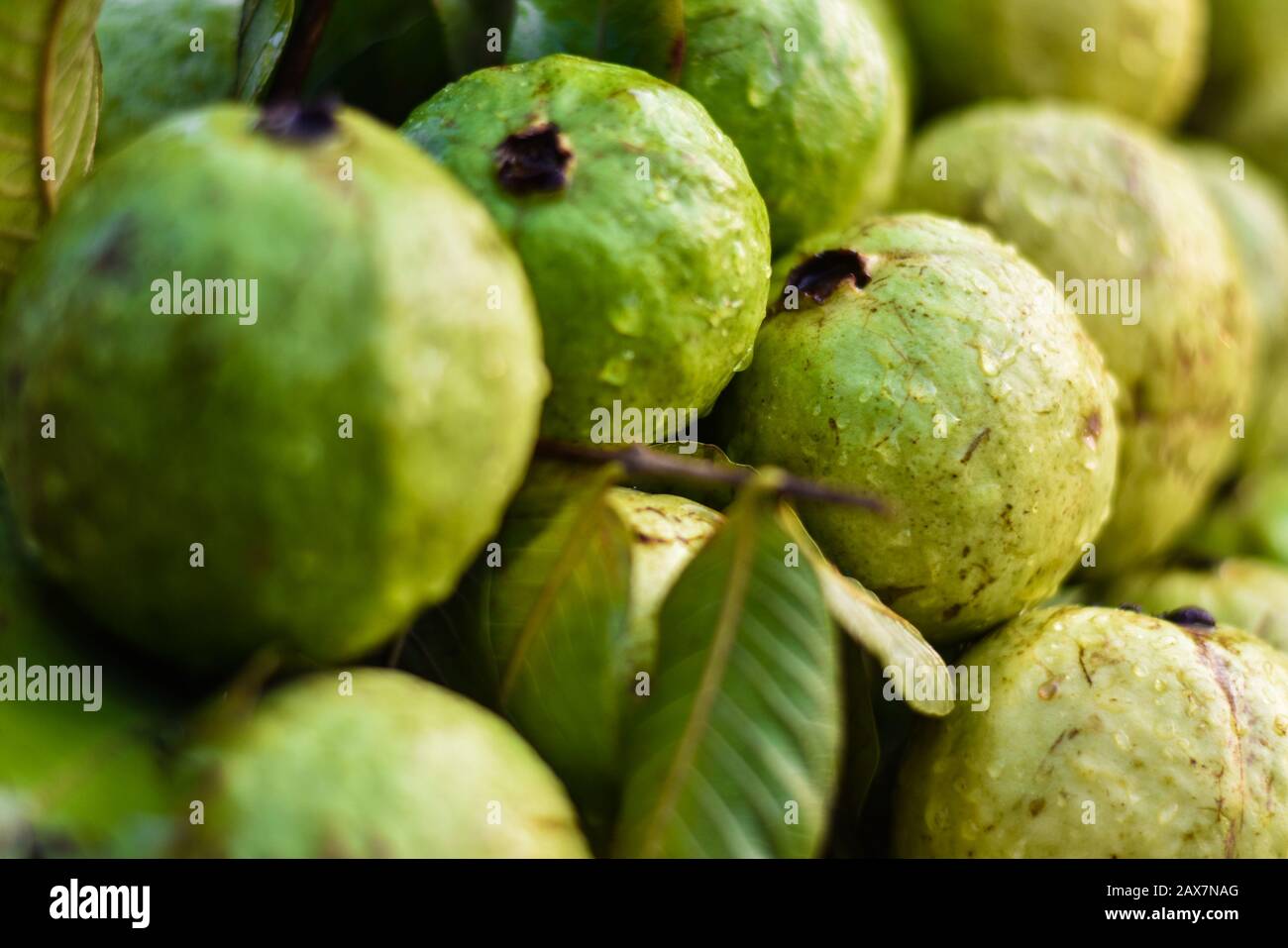 Indian guava fruit hi-res stock photography and images - Alamy