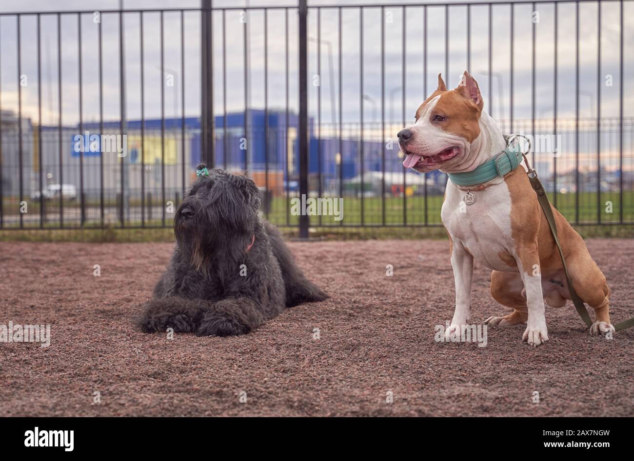 Thoroughbred american staffordshire terrier hi-res stock photography ...