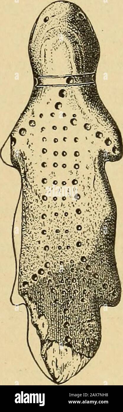 Wampum shells hi-res stock photography and images - Alamy