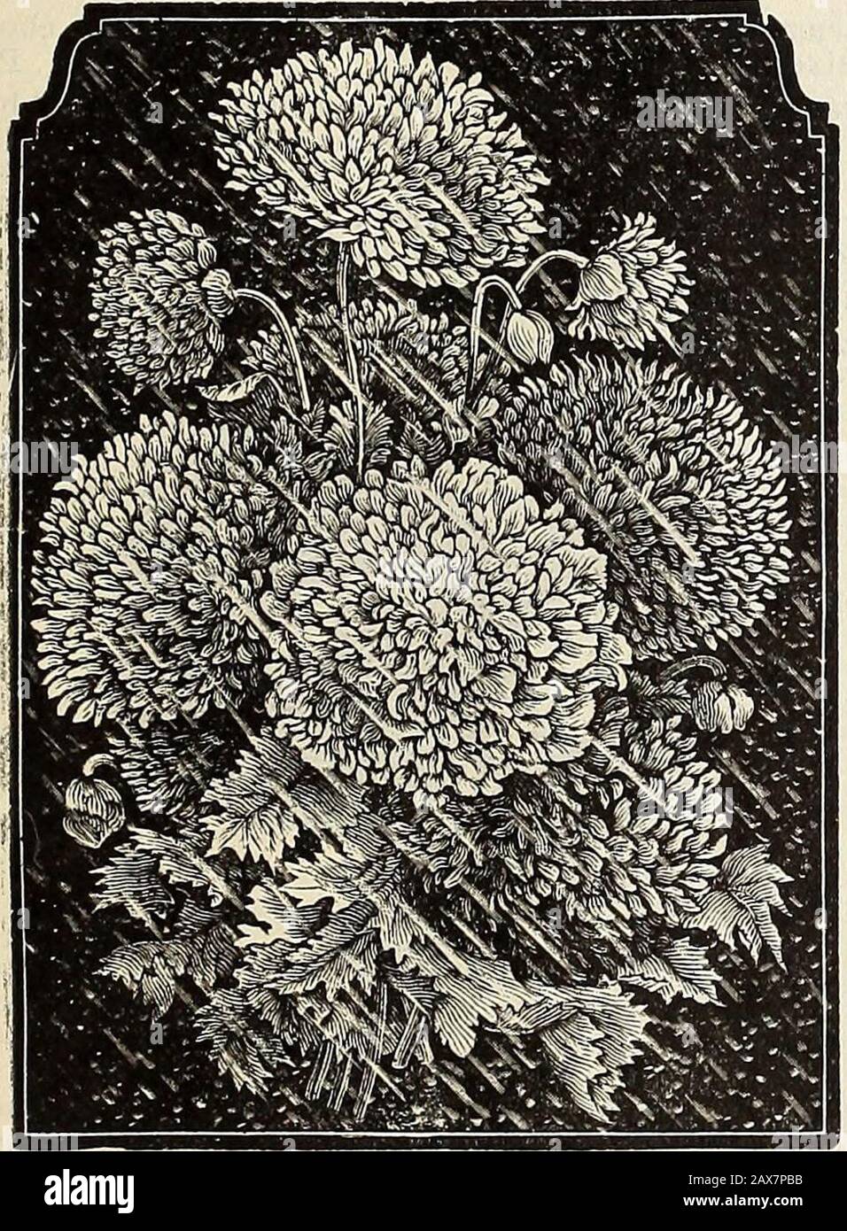 Poppy ash hi-res stock photography and images - Alamy