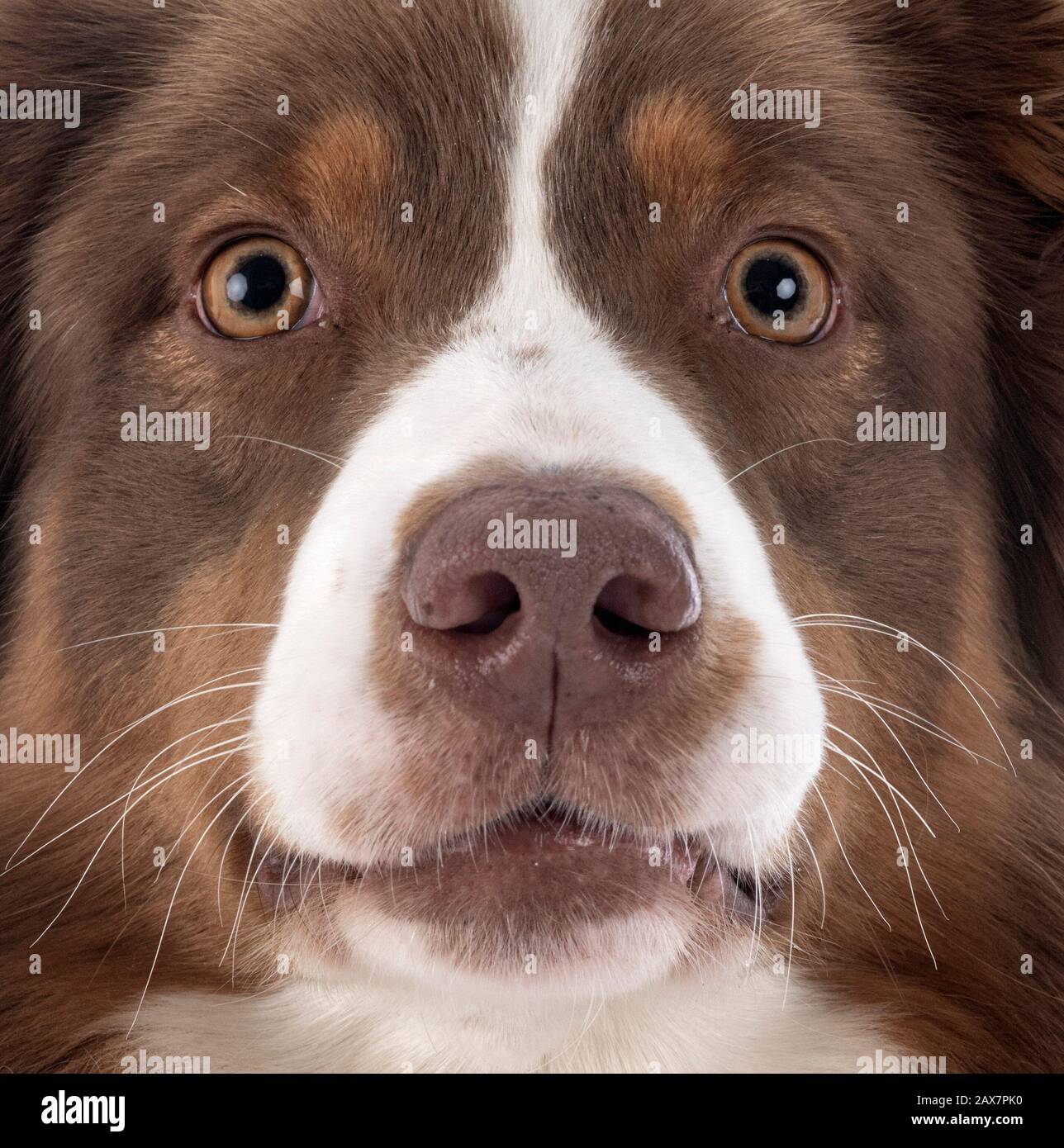 australian shepherd dog in front of white background Stock Photo - Alamy