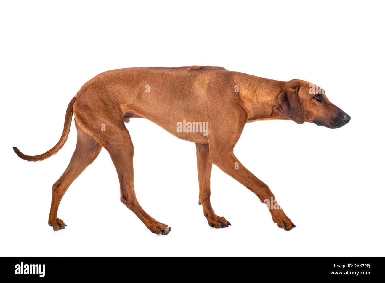 Rhodesian Ridgeback in front of white background Stock Photo - Alamy