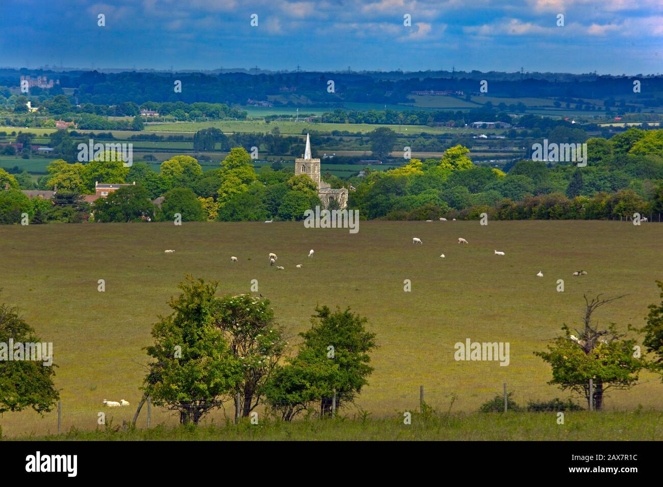 Sheep and Ivinghoe church Chilterns Buckinghamshire Stock Photo - Alamy