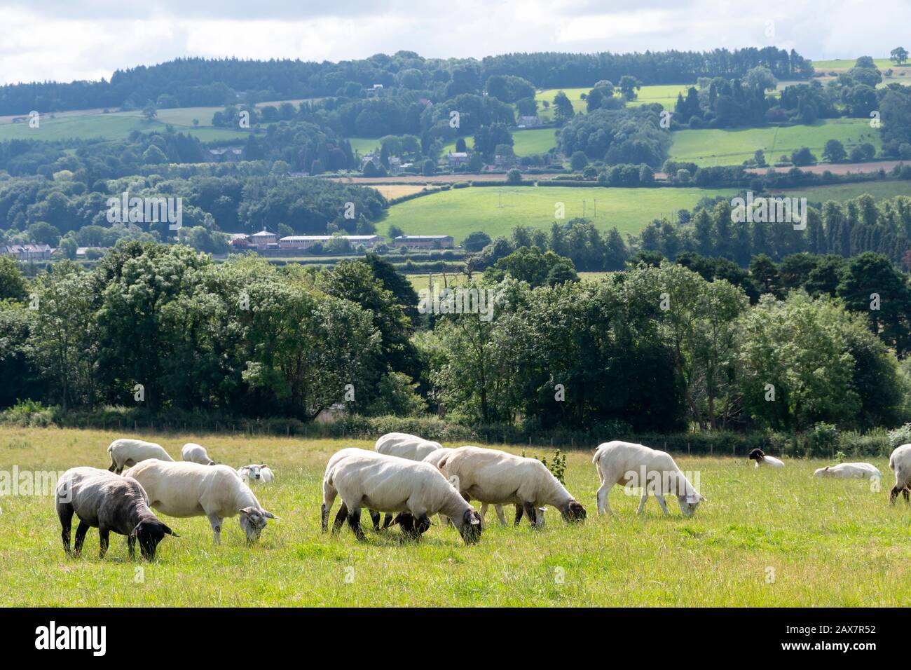 Sheep in field, Corbridge, Northumberland, England Stock Photo - Alamy