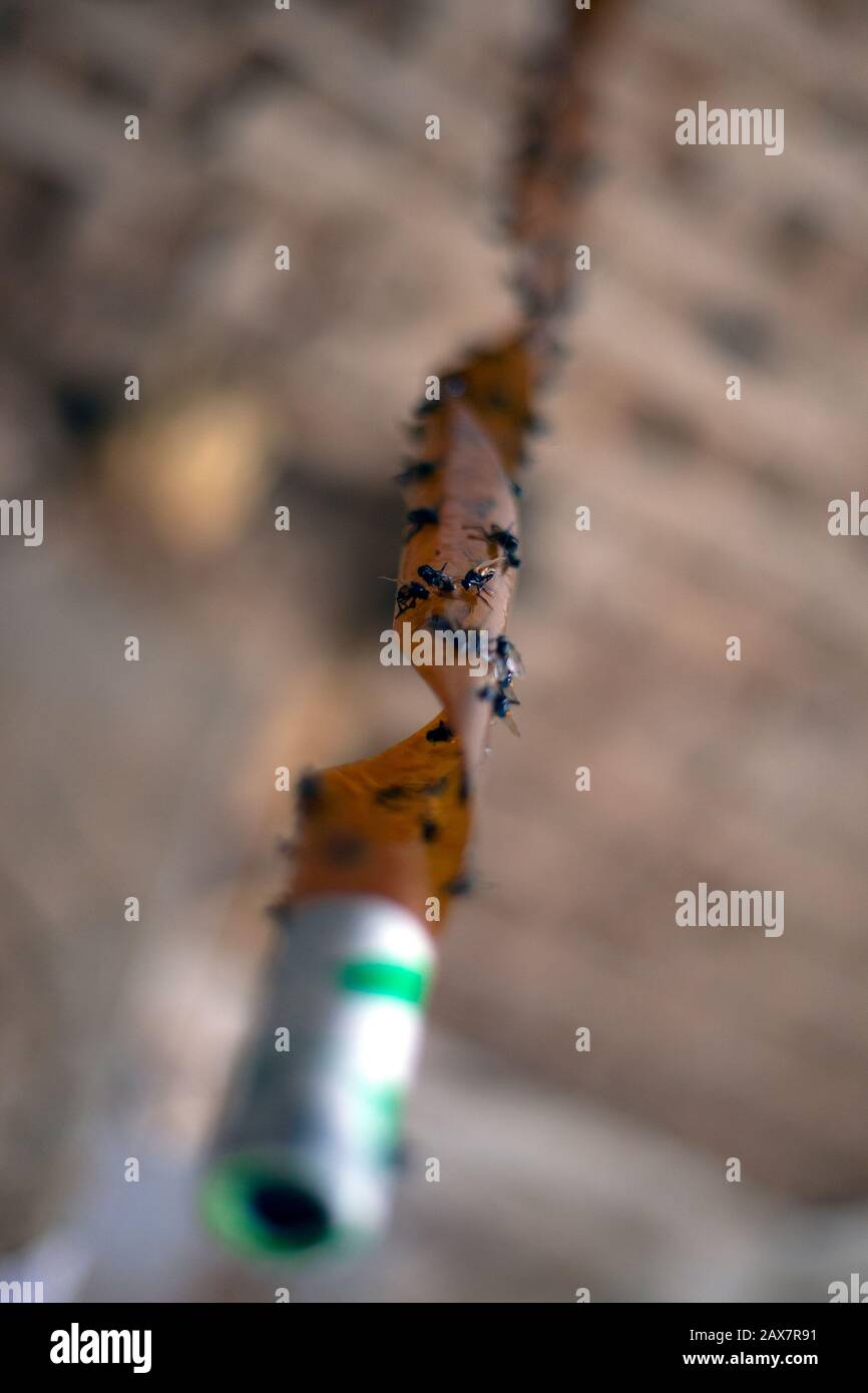 Flypaper hi-res stock photography and images - Alamy