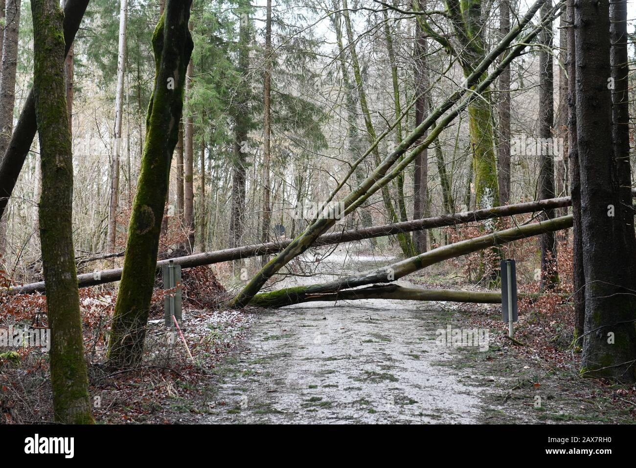 Overturned trees hi-res stock photography and images - Alamy