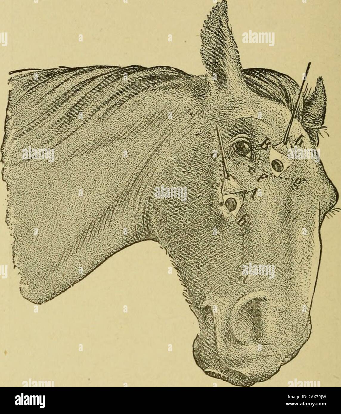 Exercises in equine surgery . Fig. il.—Head, anterior face; SF, frontal ...