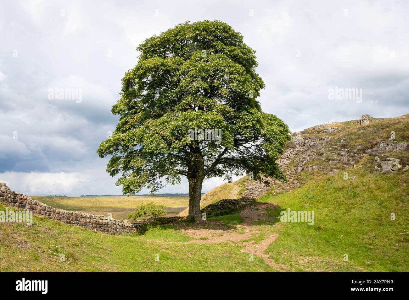 Sycamore Gap Tree or Robin Hood Tree, Hadrians Wall, the northern limit ...