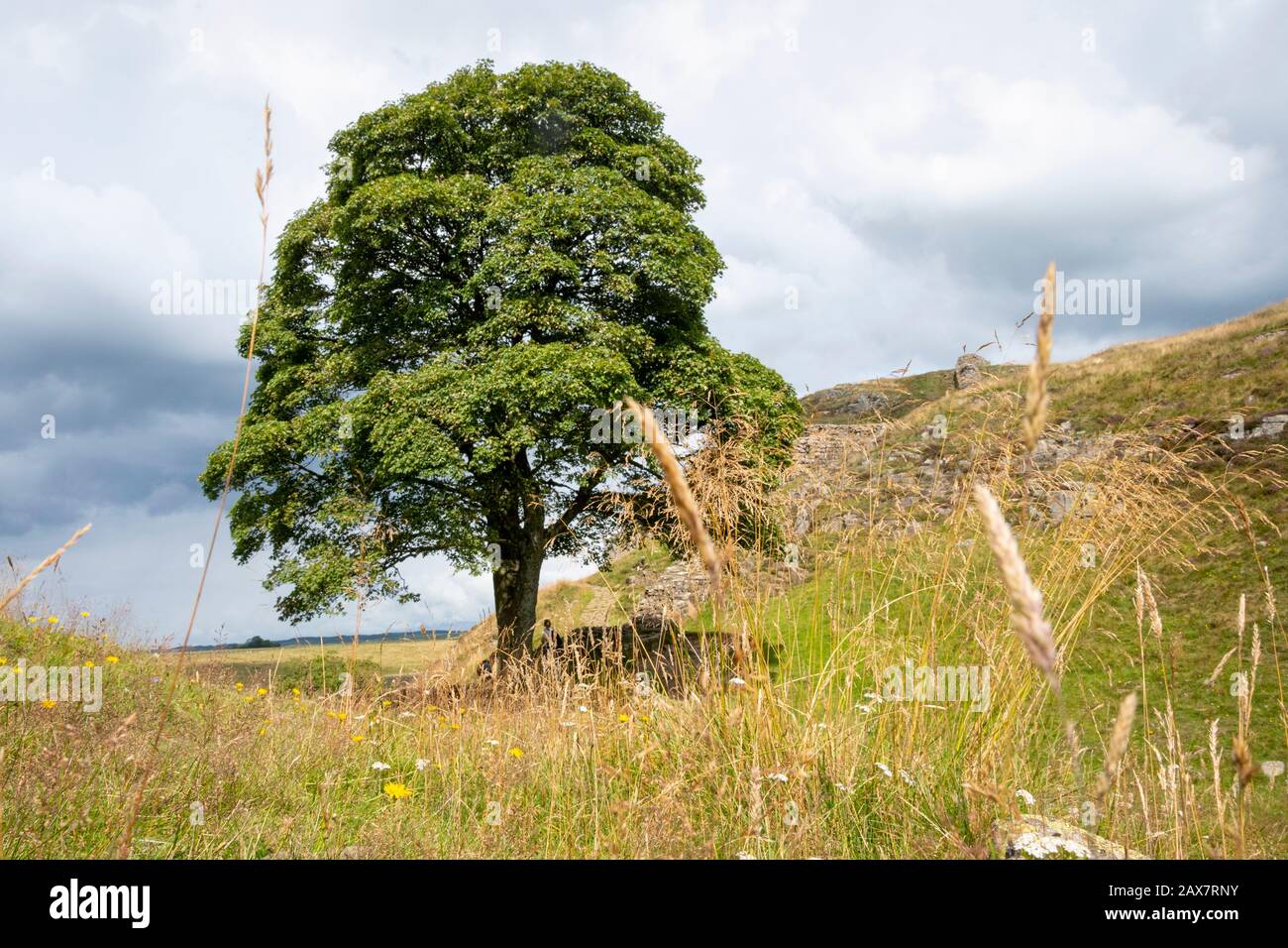 Sycamore Gap Tree or Robin Hood Tree, Hadrians Wall, the northern limit ...