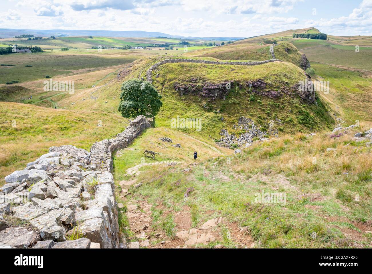 Sycamore Gap Tree or Robin Hood Tree, Hadrians Wall, the northern limit ...