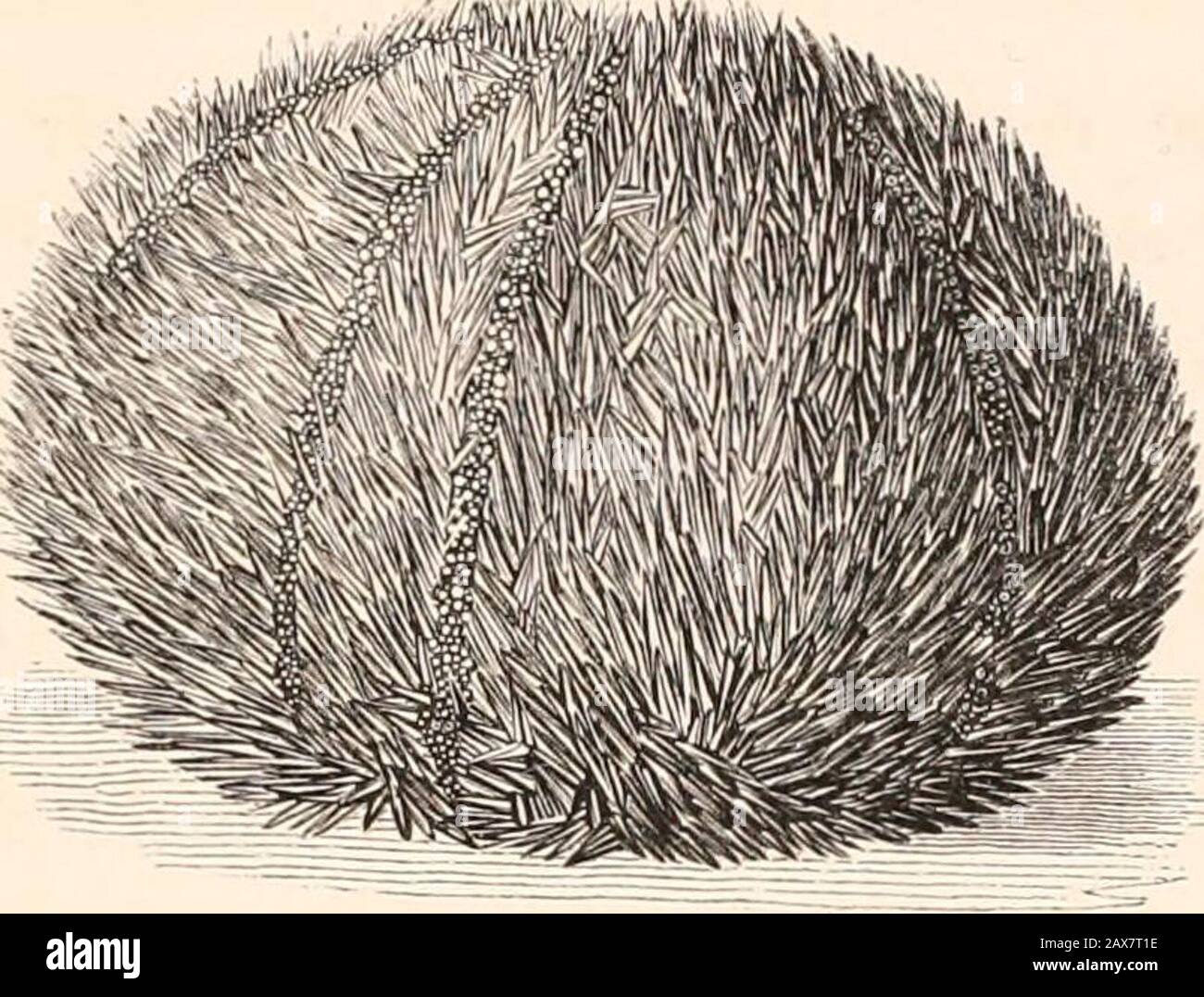 A history of British star-fishes, and other animals of the class ...