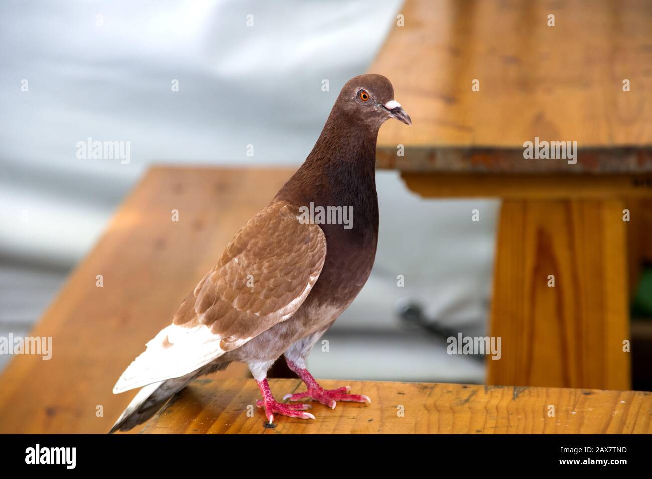 Red Dove High Resolution Stock Photography and Images - Alamy