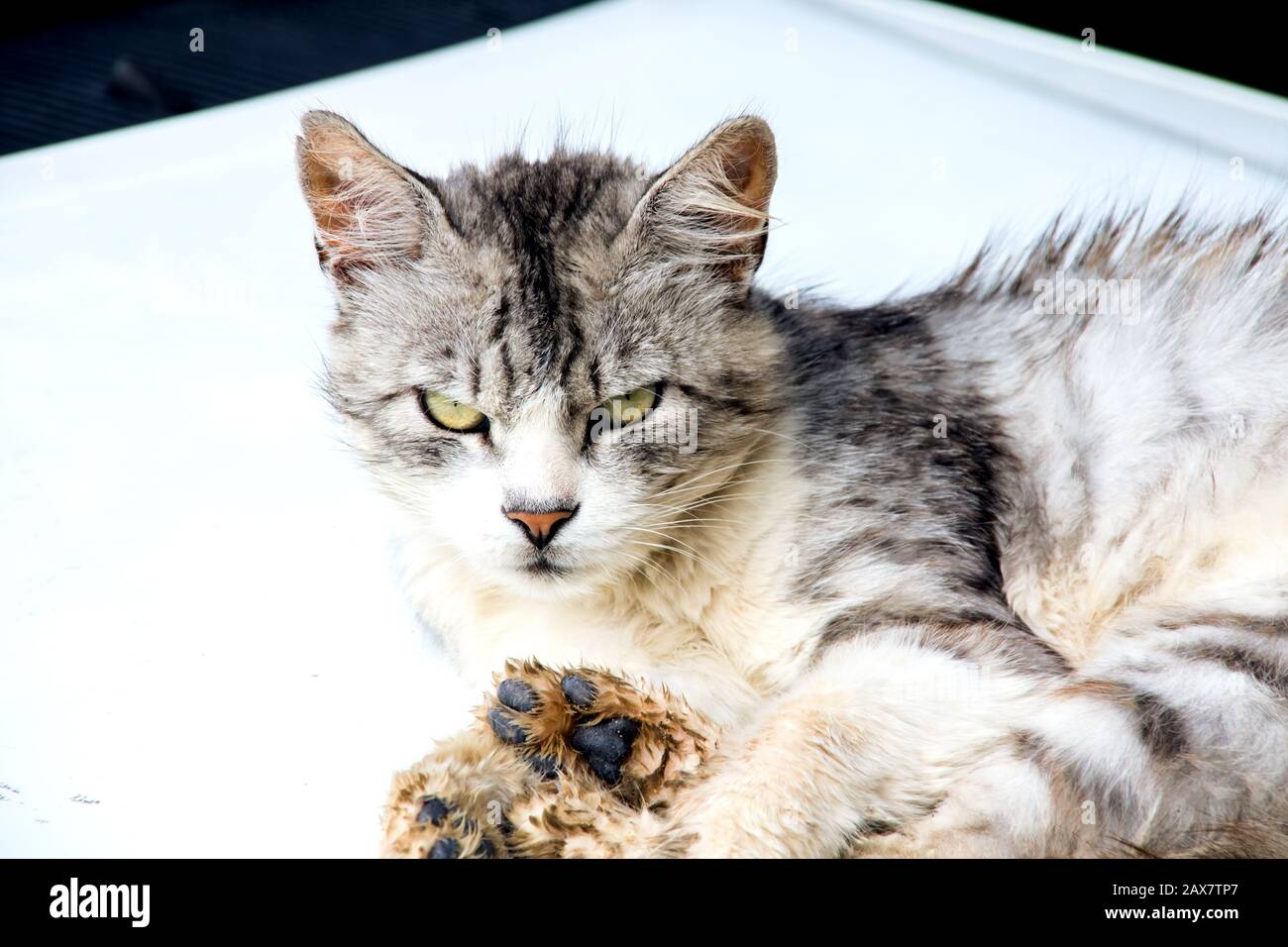 Devilish look hi-res stock photography and images - Alamy