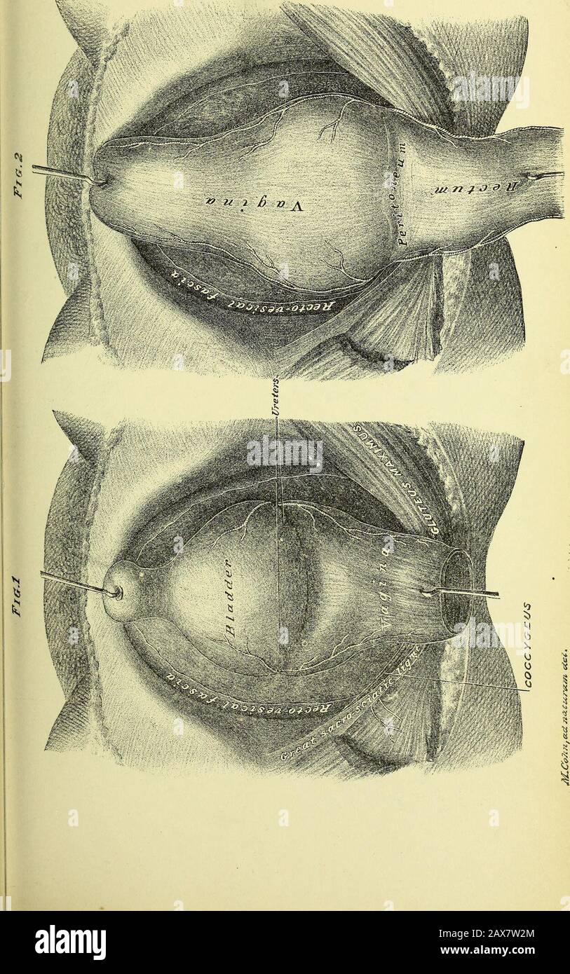 Practical human anatomy [electronic resource] : a working-guide for ...