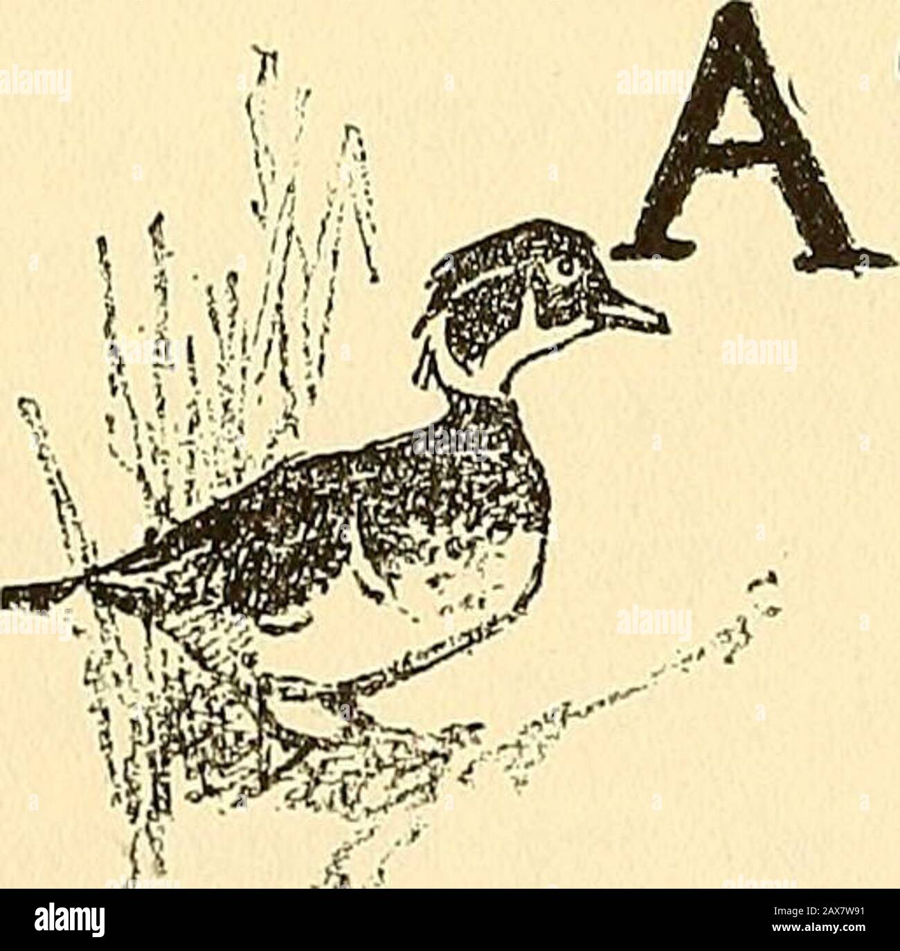 Grumbler hi-res stock photography and images - Alamy