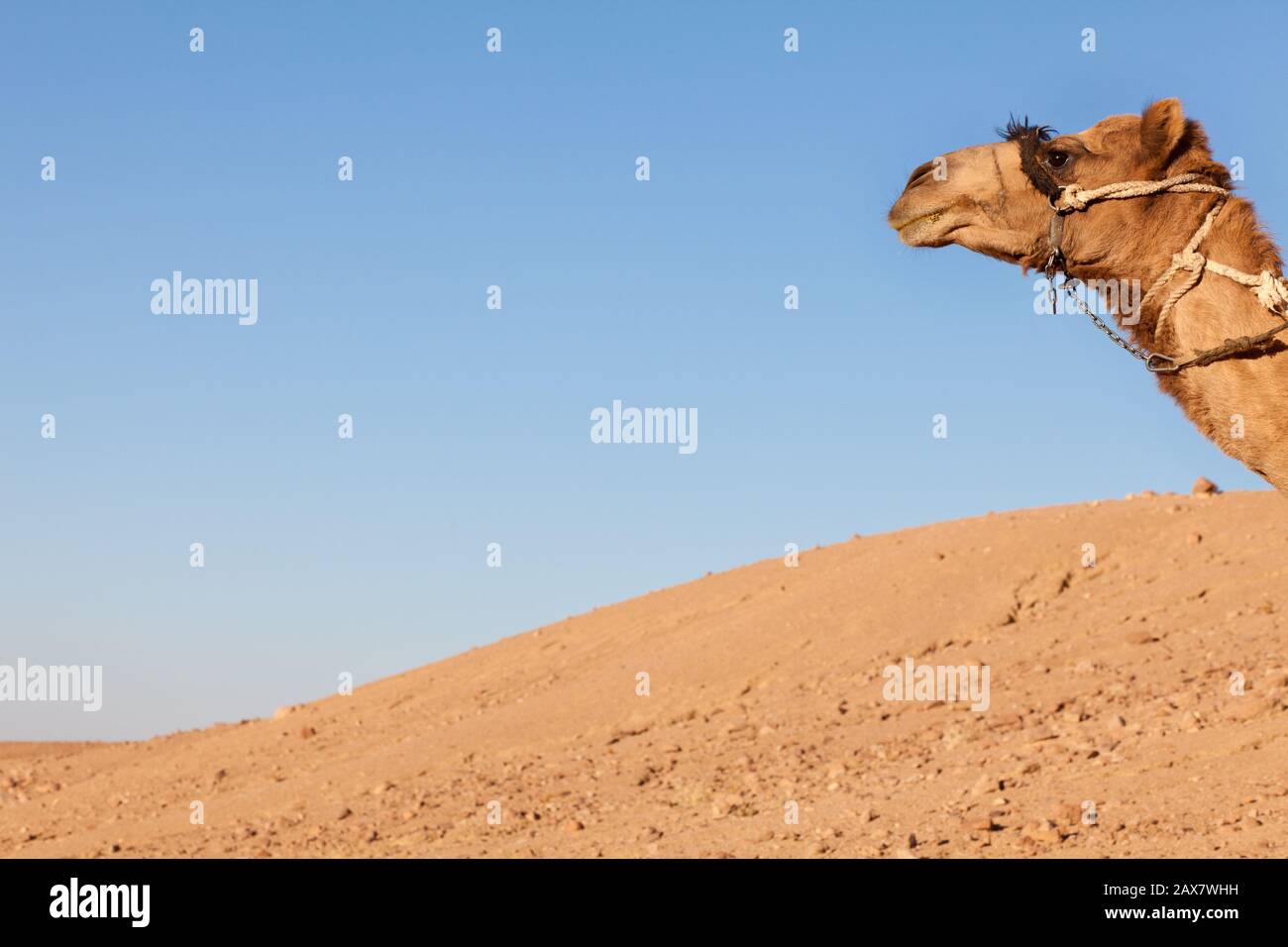 Abdo, Mohamed Musa's personal camel is a mountain species, smaller and ...