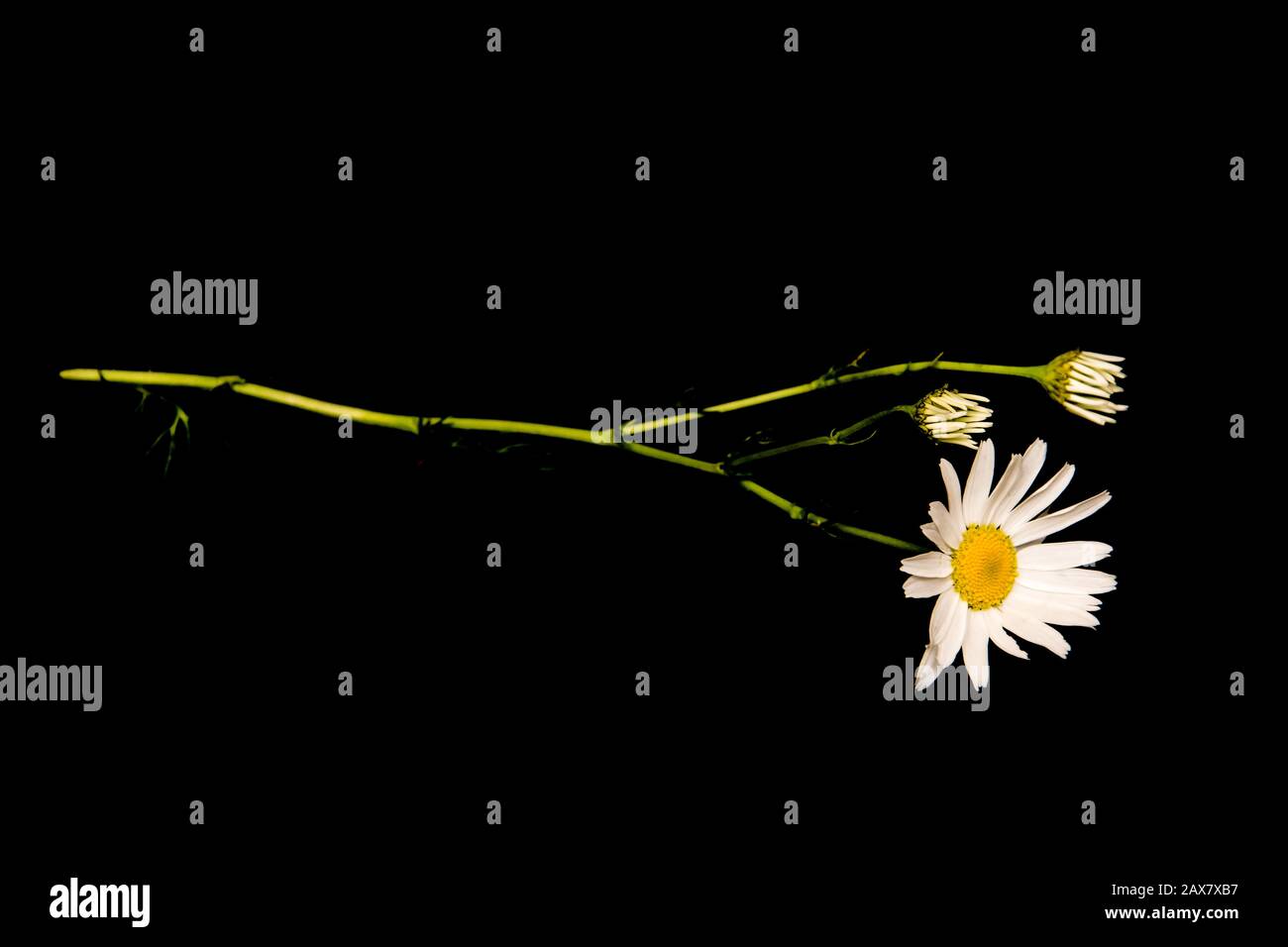 Flower of a camomile with a stem and leaves on a black background Stock ...